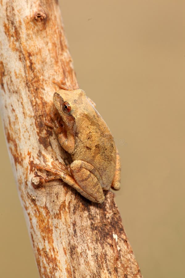 Spring Peeper (Pseudacris Crucifer) Stock Photo - Image of frogs, tree ...
