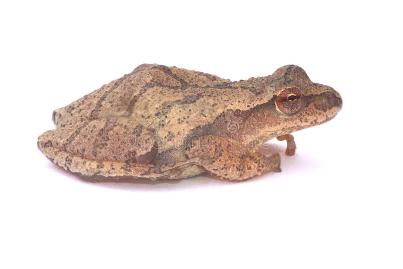 Spring Peeper Pseudacris Crucifer Stock Image - Image of peeper ...