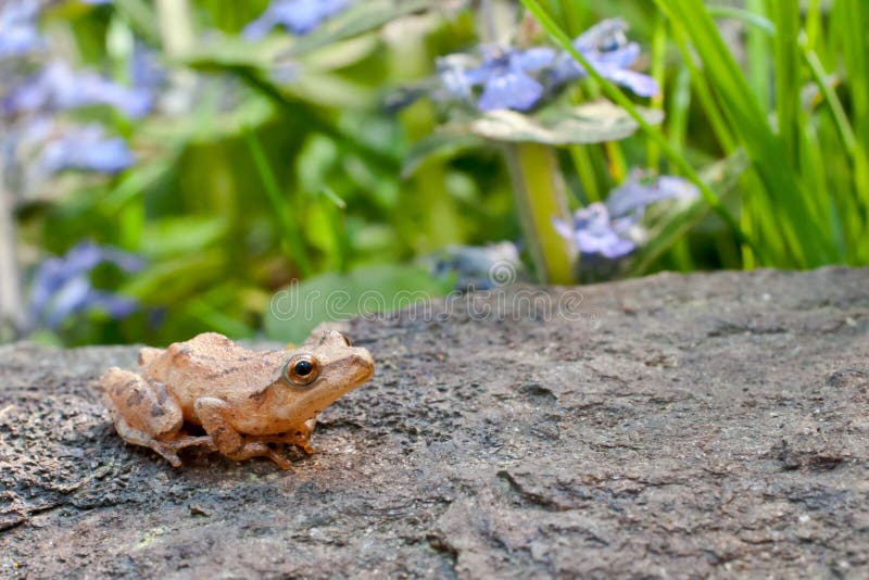 Spring Peeper stock image. Image of blur, eyes, beautiful - 40931357