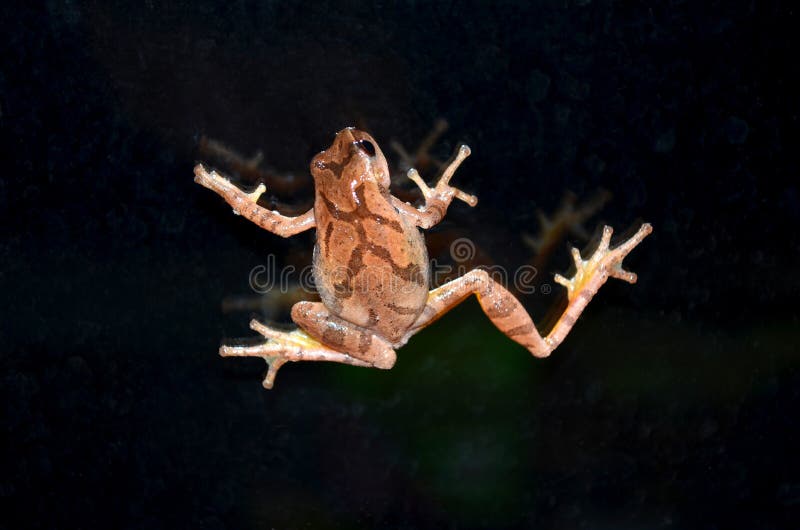 Spring Peeper tree frog stock image. Image of crucifer - 24905917