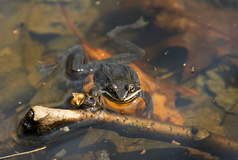 Spring Peeper3 stock image. Image of crucifer, springtime - 2099317