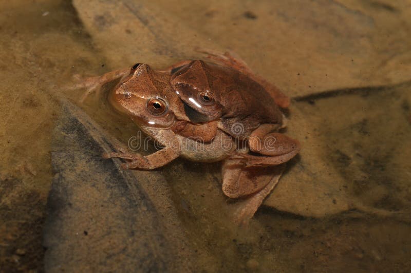 Spring Peepers (Pseudacris Crucifer) in Amplexus. Stock Photo - Image ...