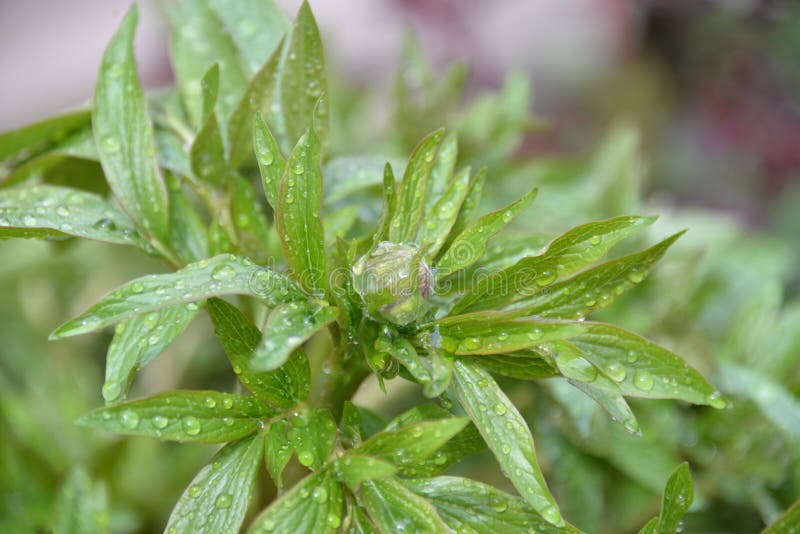 In Spring, Peonies Grow in the Garden Stock Image - Image of blooming ...