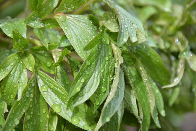In Spring, Peonies Grow in the Garden Stock Photo - Image of grow ...