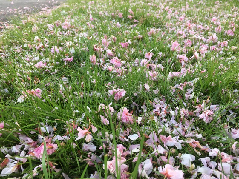 Spring-petals on the grass stock photo. Image of flowers - 100939840
