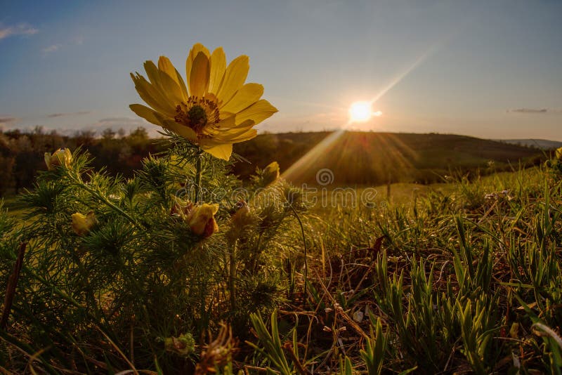 Spring Pheasant`s Eye stock photo. Image of season, yellow - 144225322