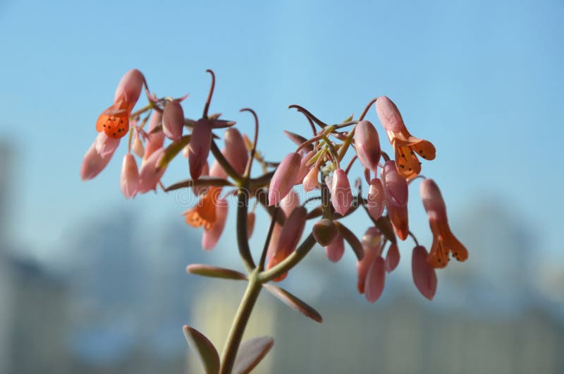 Spring Phoenix Succulents Bloom Very Cute and Beautiful Stock Photo ...