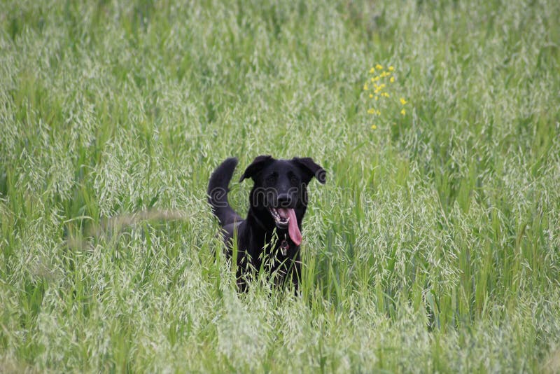 Spring Photo of a Beautiful Dog Stock Image - Image of friend, breed ...