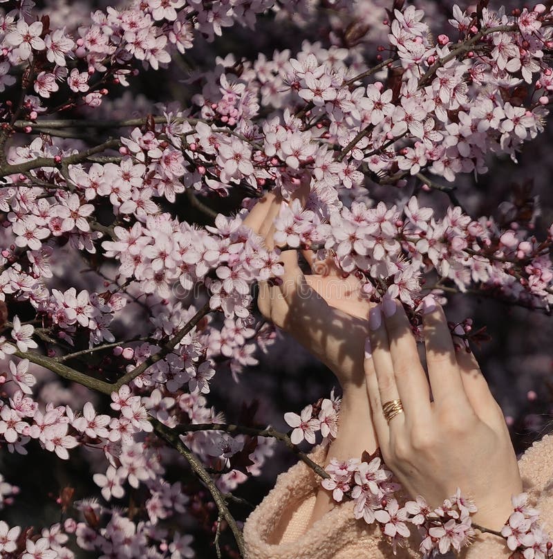 Spring Photo of Blossom Pink Tree and Beautiful Female Hands Stock ...