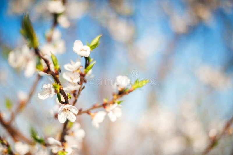 Spring of a Blossoming Tree Close-up and Space for Text. Natural ...
