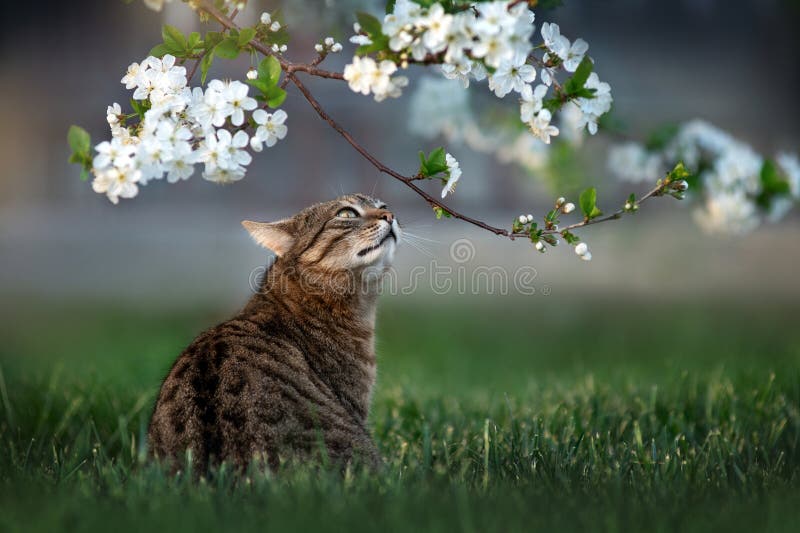 Spring Photo of a Cat in a Flowering Tree, Beautiful Portraits of Pets ...