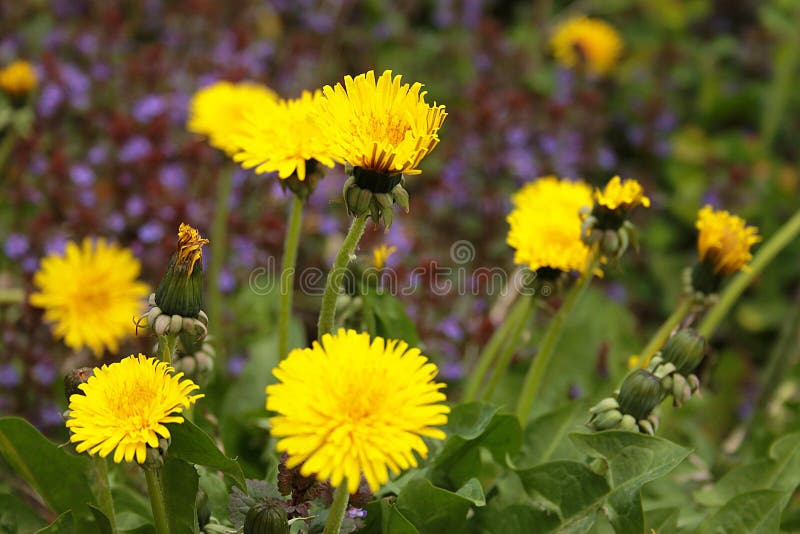 Spring, Photo of Flowering Dandelions Stock Image - Image of dandelion ...