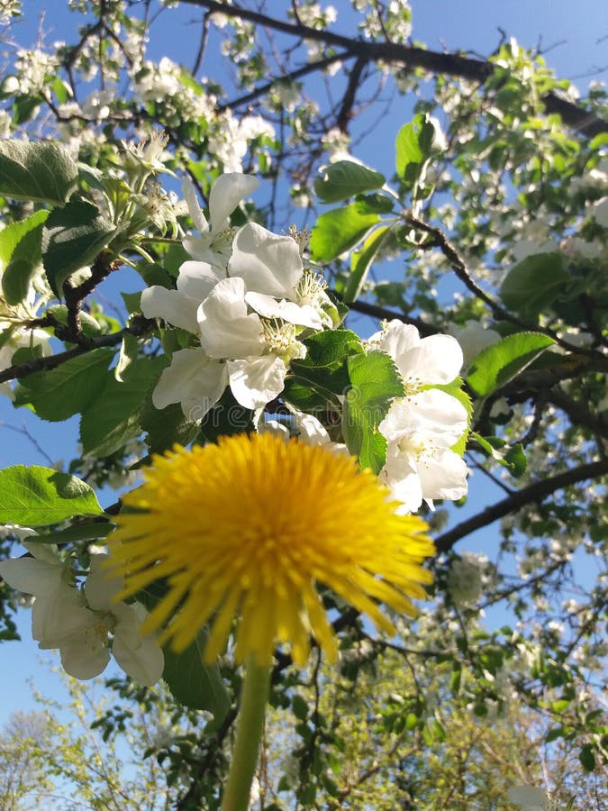 Spring photo stock photo. Image of flowers, spring, yellow - 138978732