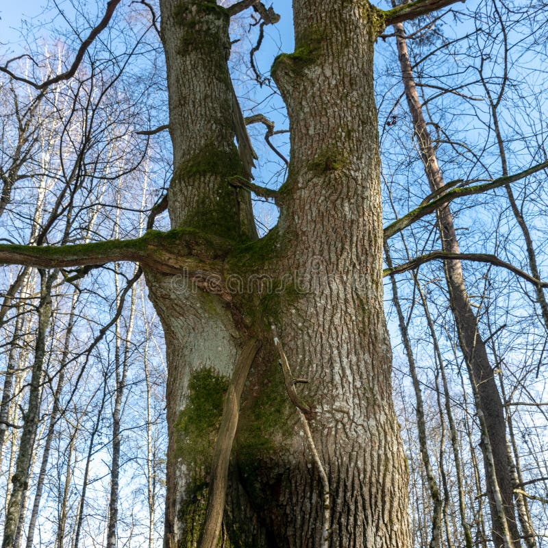 Photo with Two Tree Trunks, Interesting Grown Tree Trunks Stock Image ...