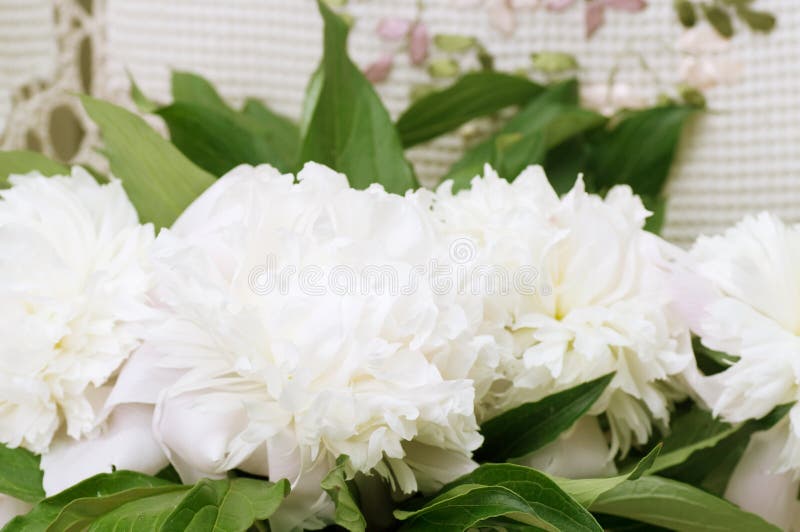 Spring pi-mesons flowers stock image. Image of branch - 31082291
