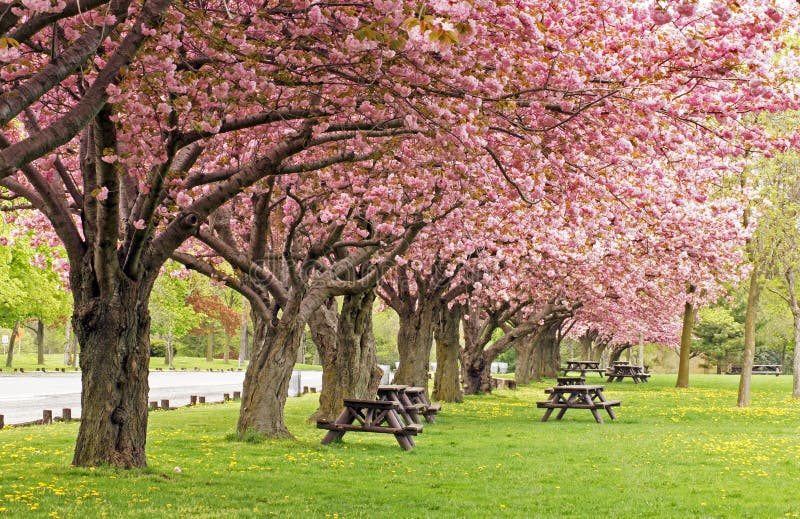 Spring Picnic stock photo. Image of natural, large, blossom - 30895628