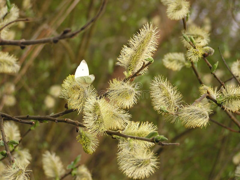 Spring Picture Picture. Image: 8074891