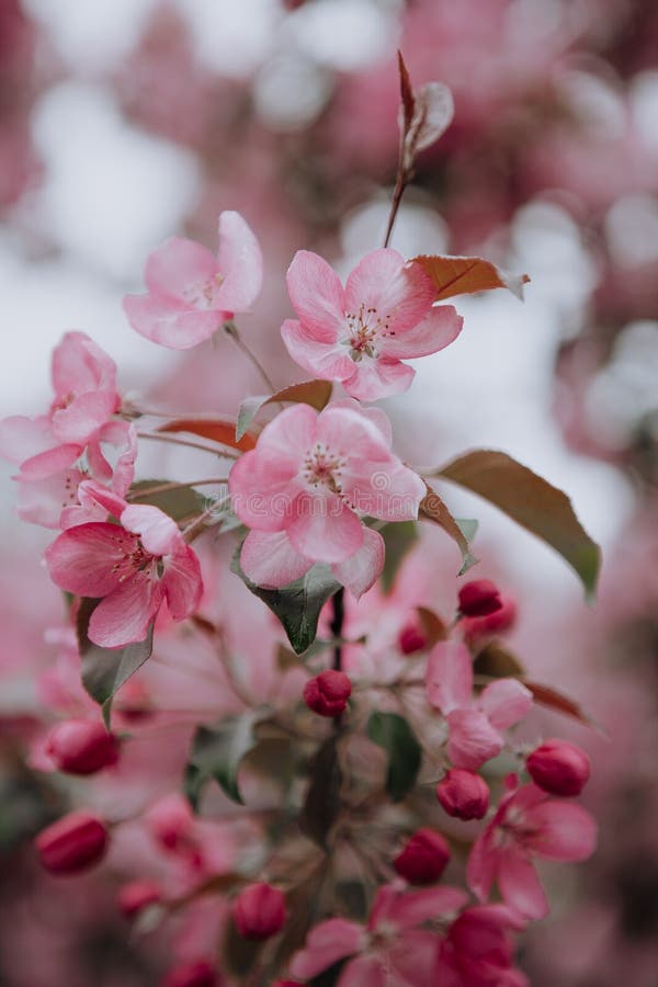 Spring Picture, Flowering Apple Trees, Spring Flowering Stock Photo ...