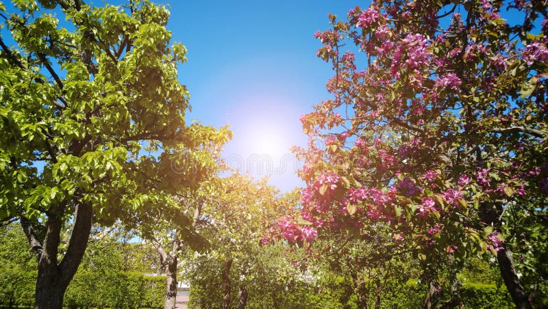 Spring Picture - Frame Trees with Multi-colored Young Foliage and the ...