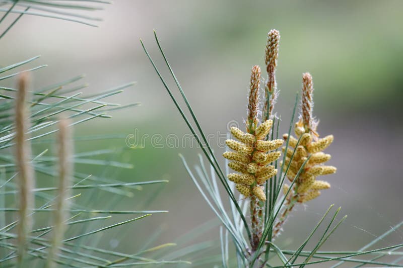 Spring Pine Blossom. Tree Photo Stock Photo - Image of pine, spring ...