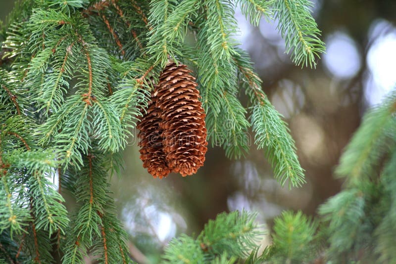 Spring Pine Cones stock photo. Image of pinecones, tree - 2794828