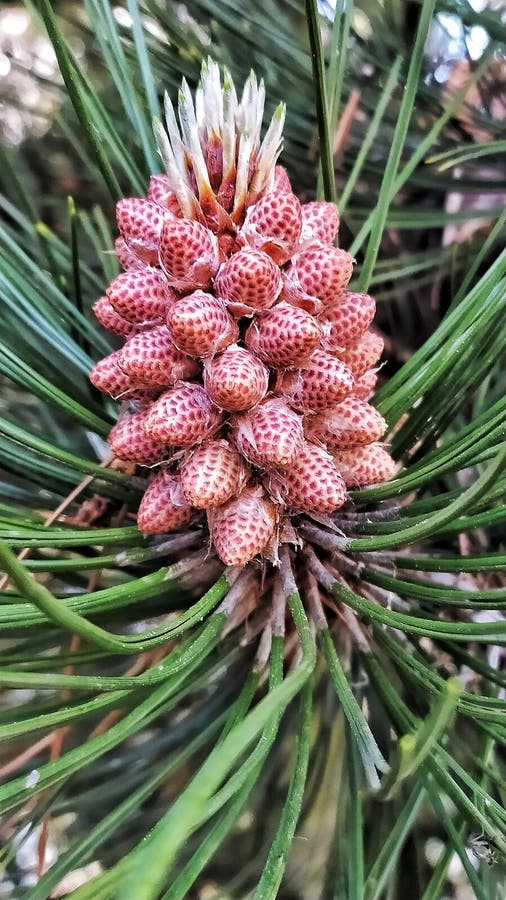 Spring pine flower stock image. Image of flower, spruce - 185031693