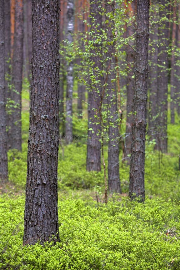 Spring pine forest stock image. Image of birch, pine, foliage - 6351569
