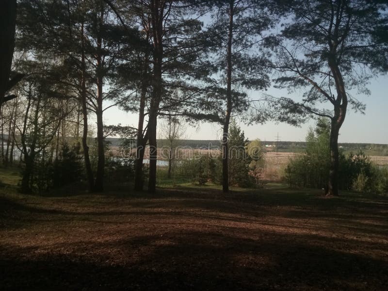 Spring, Pine Forest stock photo. Image of green, state - 24771880