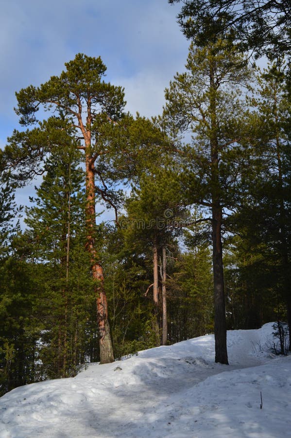 Spring Pine Forest on the Last Day of March Stock Photo - Image of ...