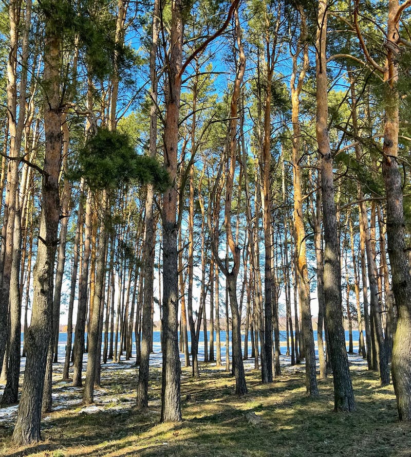 Spring in Pine Forest. Tall Pine Trunks and Unmelted Snow Stock Image ...