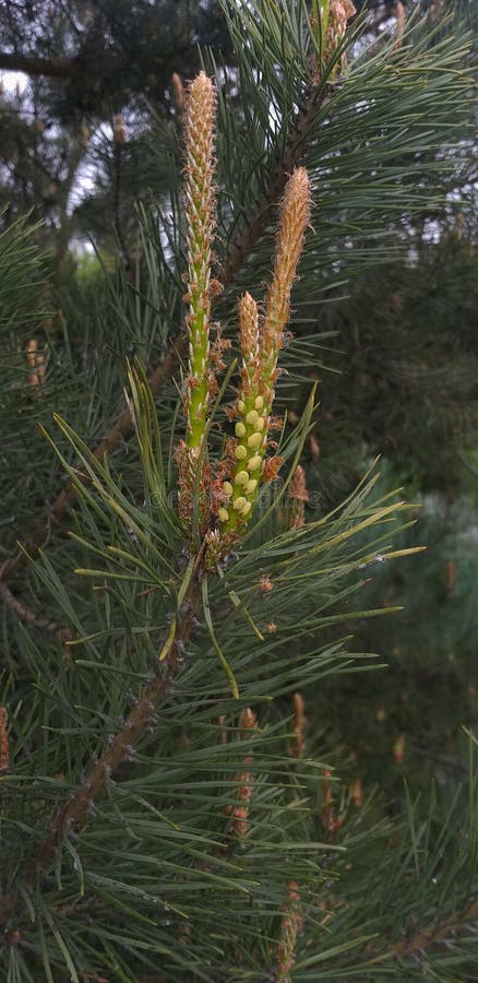Spring Pine Sprout on a Pine-tree Branch Stock Photo - Image of ...