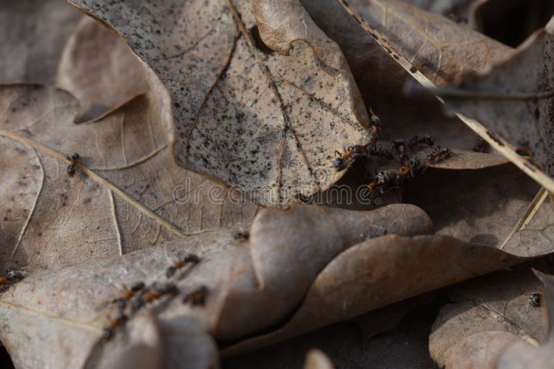 Spring in the Pine Tree Forest Insects Close Up Stock Photo - Image of ...