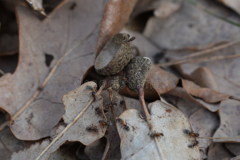 Spring in the Pine Tree Forest Insects Close Up Stock Photo - Image of ...