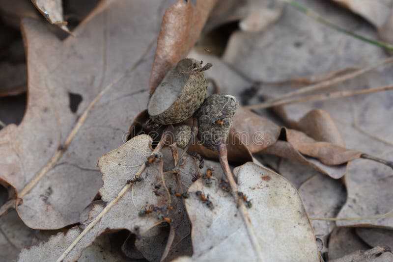 Spring in the Pine Tree Forest Insects Close Up Stock Image - Image of ...