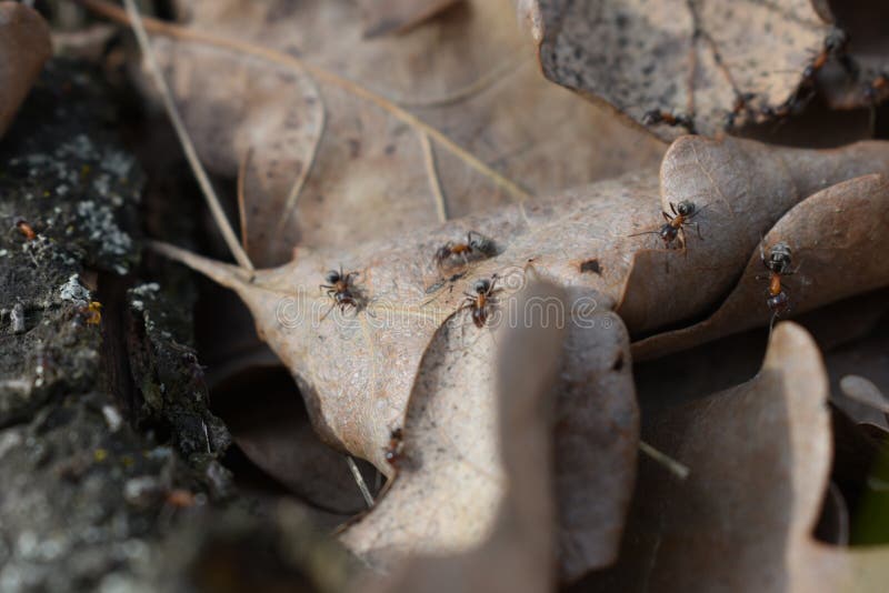 Spring in the Pine Tree Forest Insects Close Up Stock Photo - Image of ...