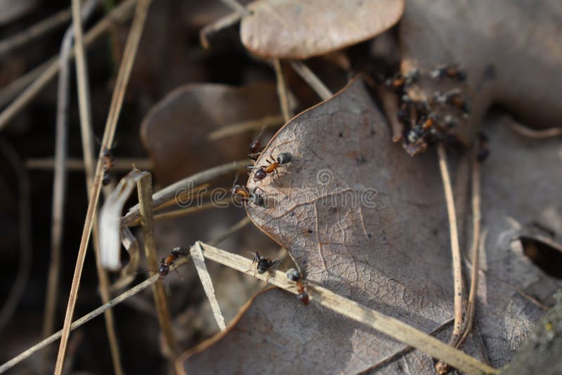 Spring in the Pine Tree Forest Insects Close Up Stock Photo - Image of ...