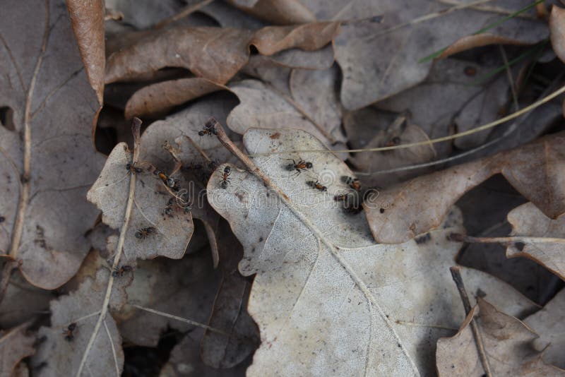 Spring in the Pine Tree Forest Insects Close Up Stock Image - Image of ...