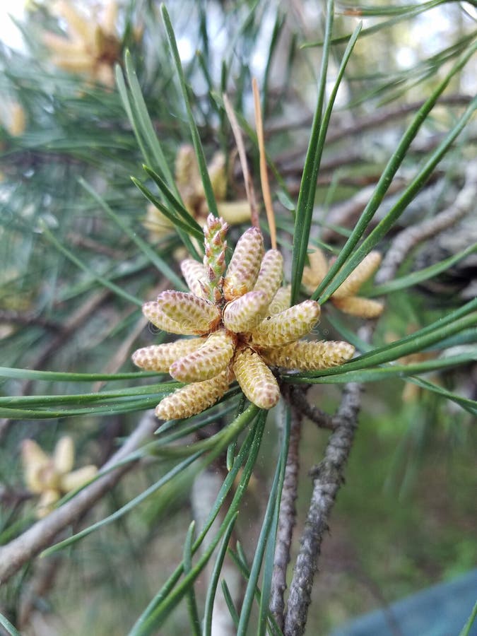 Spring pine tree stock image. Image of spring, pine - 118409807
