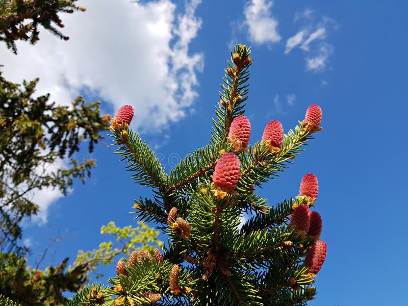 In Spring Pine Trees Begin To Bloom with Unusual Red Shoots Stock Photo ...