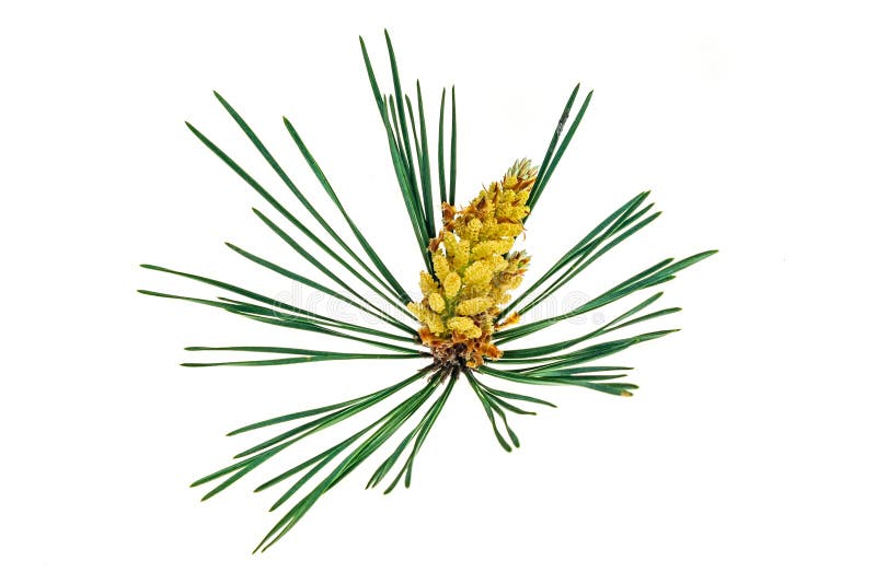 Spring Pine on a White Isolated Background Stock Photo - Image of pine ...