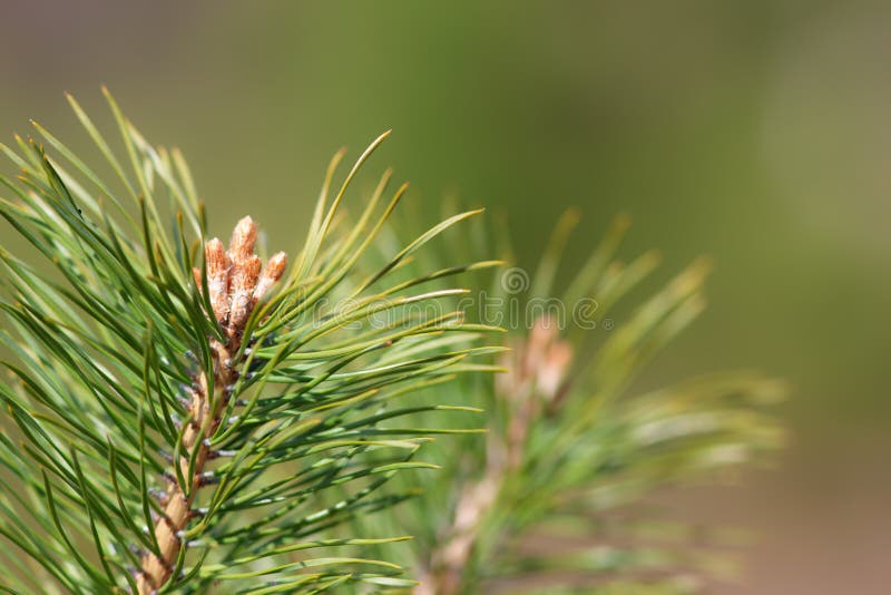 Spring pines stock photo. Image of pine, lush, forest - 52777184