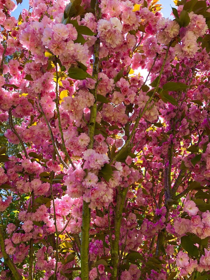 Spring Pink Blossom with Sunlight Stock Image - Image of gardening ...