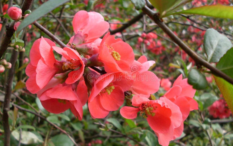 Spring, Pink Color on a Tree,he Garden Blossoms Stock Photo - Image of ...