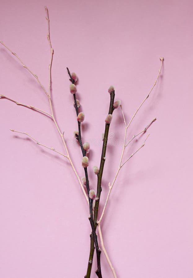 Spring Pink Concept Composition with Willow Catkins Stock Photo - Image ...