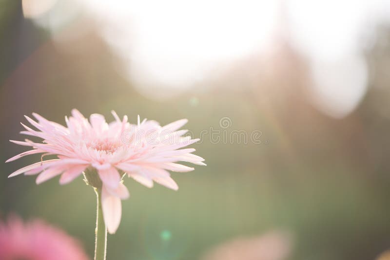 Spring pink flower stock photo. Image of flower, natural - 136997122