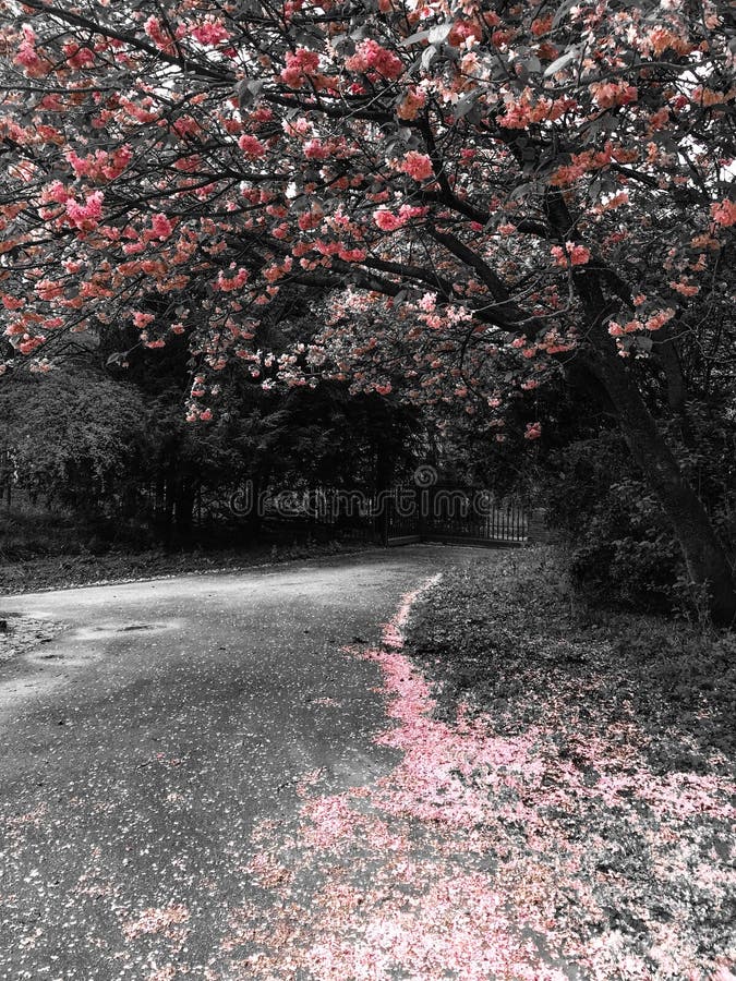 Spring stock photo. Image of spring, tree, garden, flower - 180847400