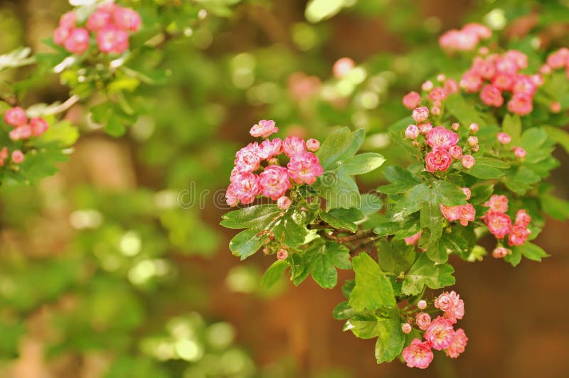 Spring pink flowers stock image. Image of branch, fresh - 27708717
