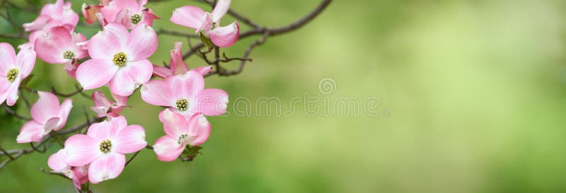 Spring pink flowers stock photo. Image of backdrop, nature - 210722838