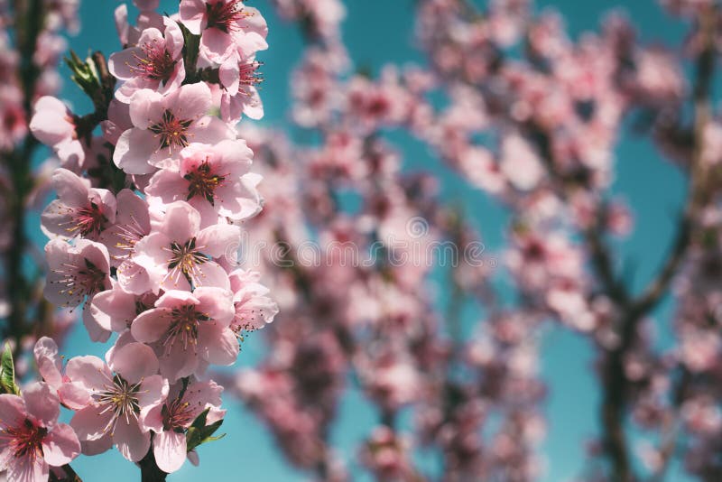 Spring Pink Flowers Backgrounds Stock Photo - Image of blooming, plant ...