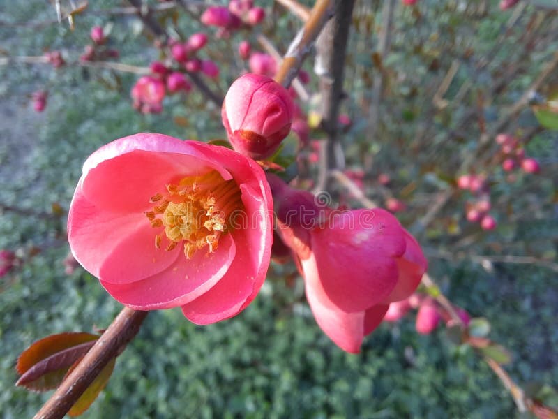 Spring pink flowers stock image. Image of nature, leaf - 281337841